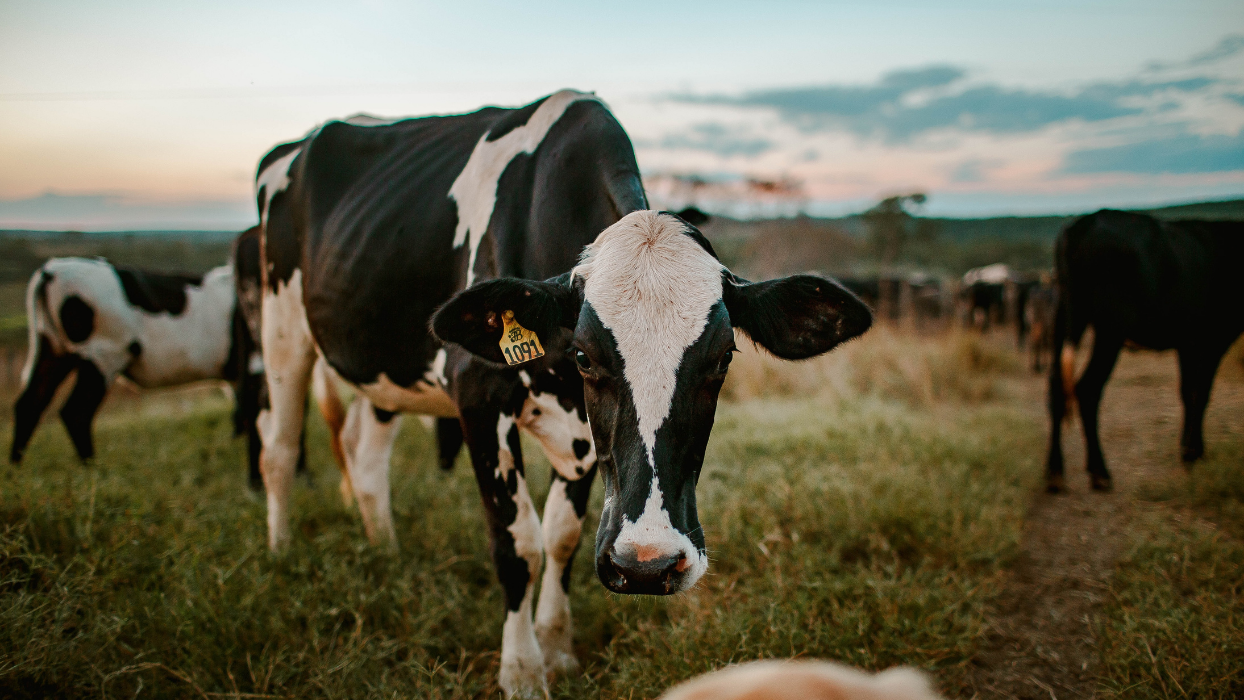 Unlocking the Power of Cow Colostrum - Chevin